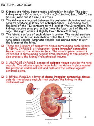 Lecture 10 and 11 urinary system | PPT