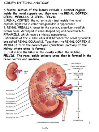 Lecture 10 and 11 urinary system | PPT