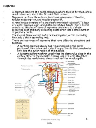 Lecture 10 and 11 urinary system | PPT