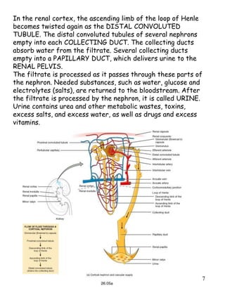 Lecture 10 and 11 urinary system | PPT