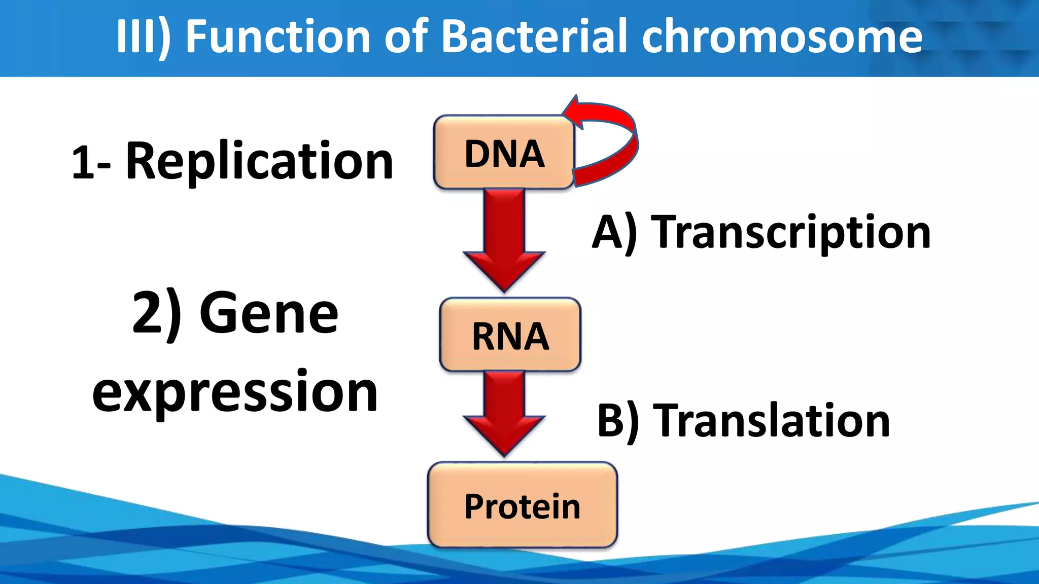 Bacterial genetics new.pptx