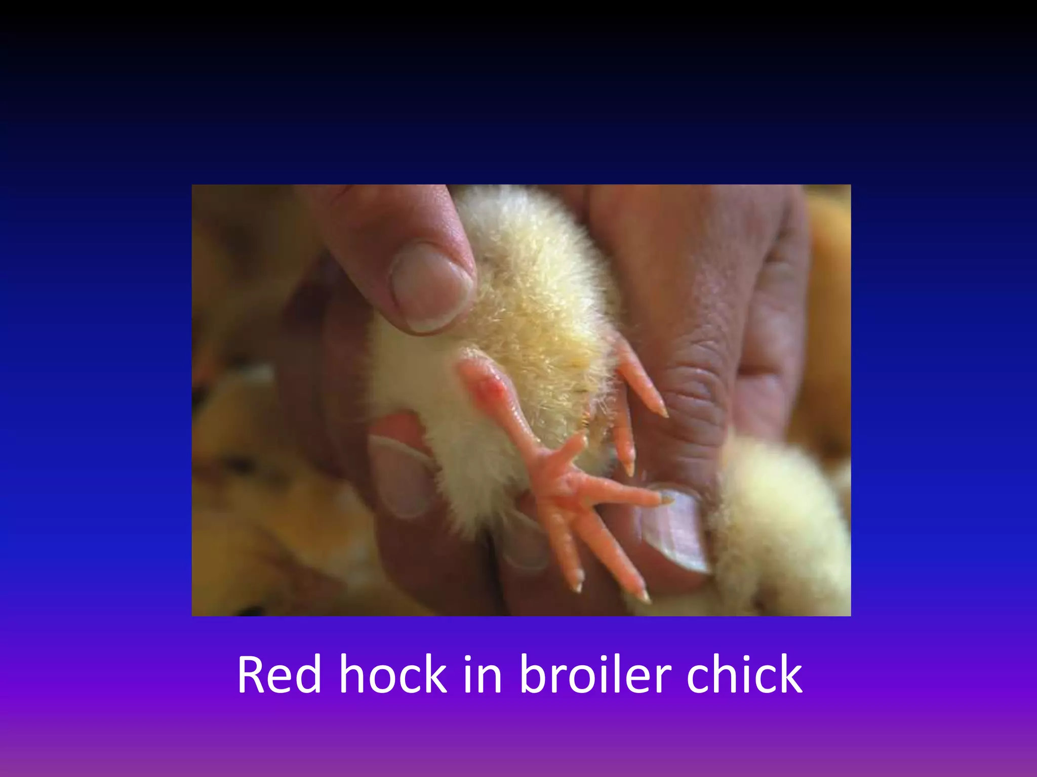 Broiler management.pptx