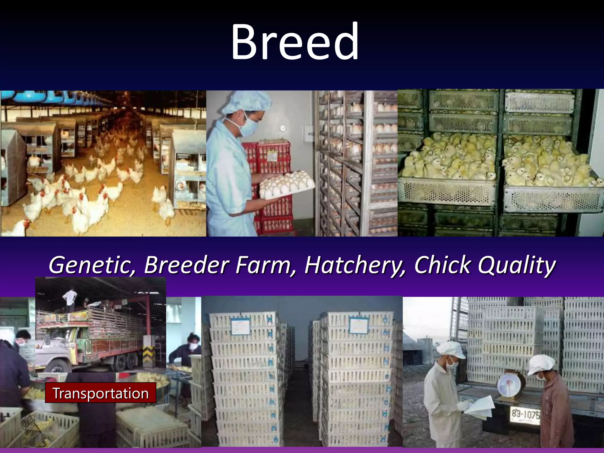 Broiler management.pptx