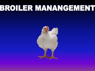 Broiler management.pptx