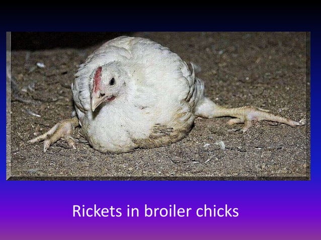 Broiler management.pptx