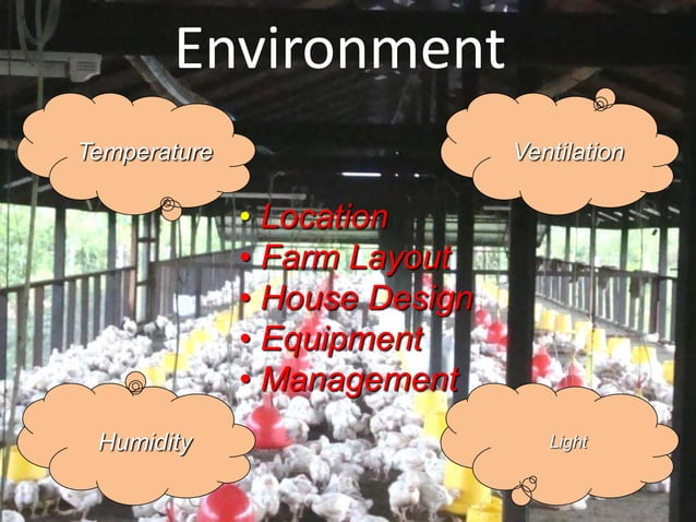 Broiler management.pptx