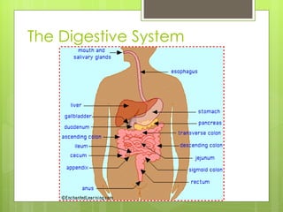 Lecture 10 digestive system | PPT