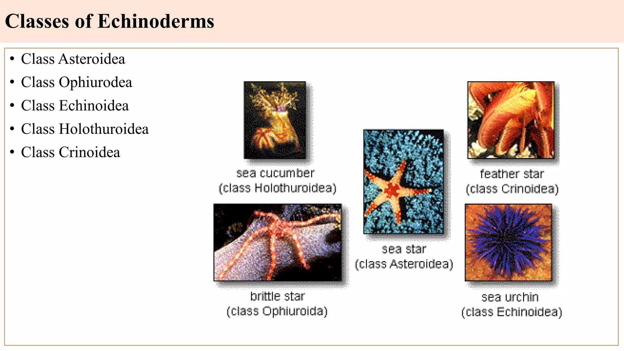 Lecture 10 echinodermata | PDF