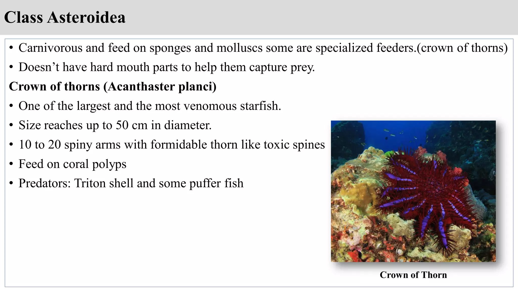 Lecture 10 echinodermata | PDF