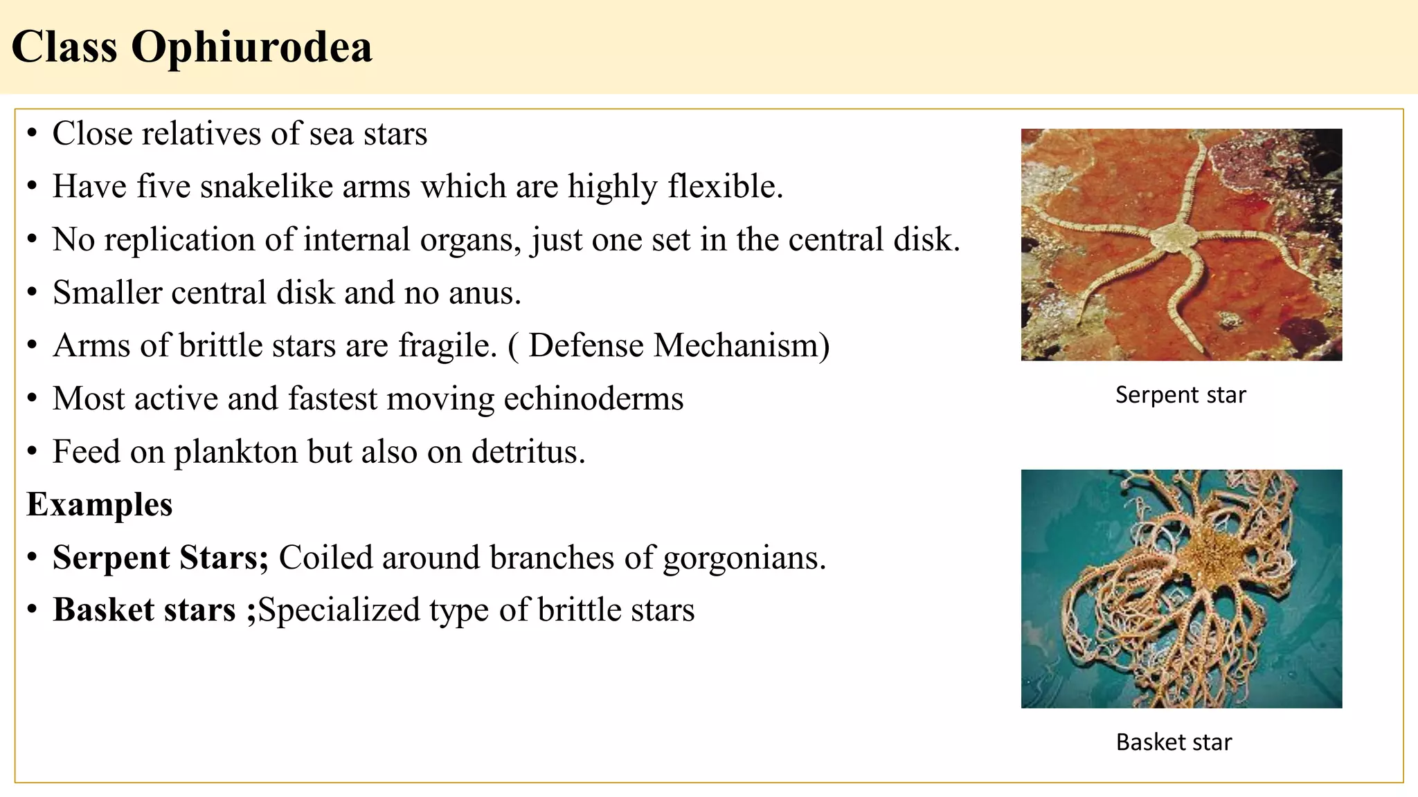 Lecture 10 echinodermata | PDF