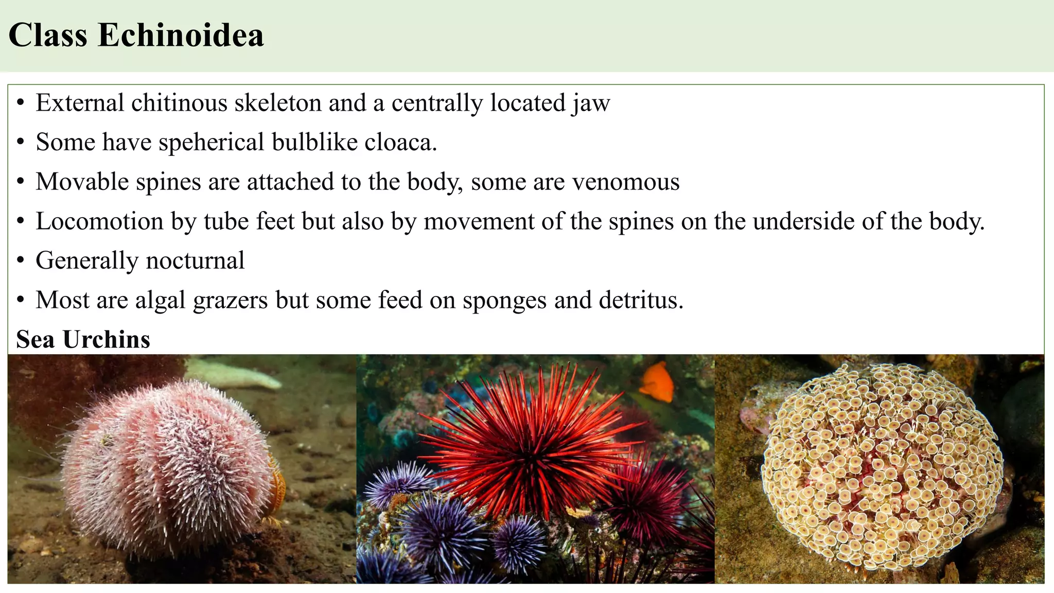 Lecture 10 echinodermata | PDF
