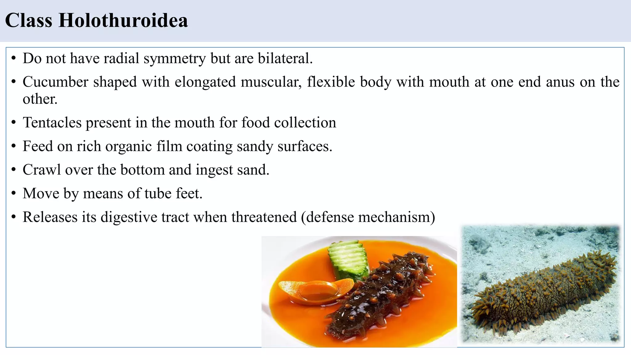 Lecture 10 echinodermata | PDF