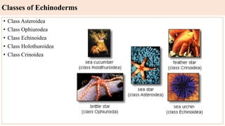 Lecture 10 echinodermata | PDF