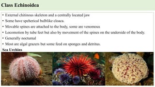 Lecture 10 echinodermata | PDF