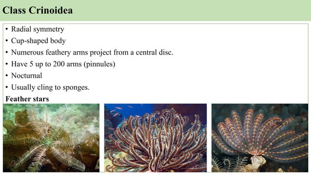 Lecture 10 echinodermata | PPT