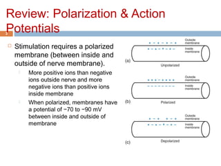 Lecture 10 electricalstimulation | PPT