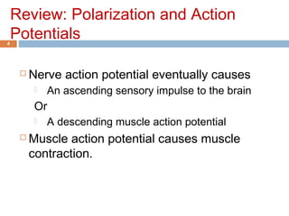 Lecture 10 electricalstimulation | PPT