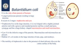 Lecture 10 (Intestinal & Urogenital Protozoa).ppt