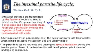 Lecture 10 (Intestinal & Urogenital Protozoa).ppt