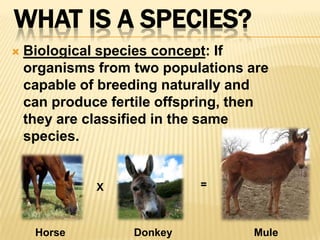 Lecture 10 macroevolution and systematics | PPTX