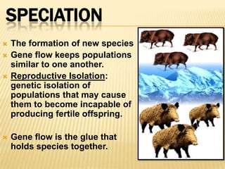Lecture 10 macroevolution and systematics | PPTX