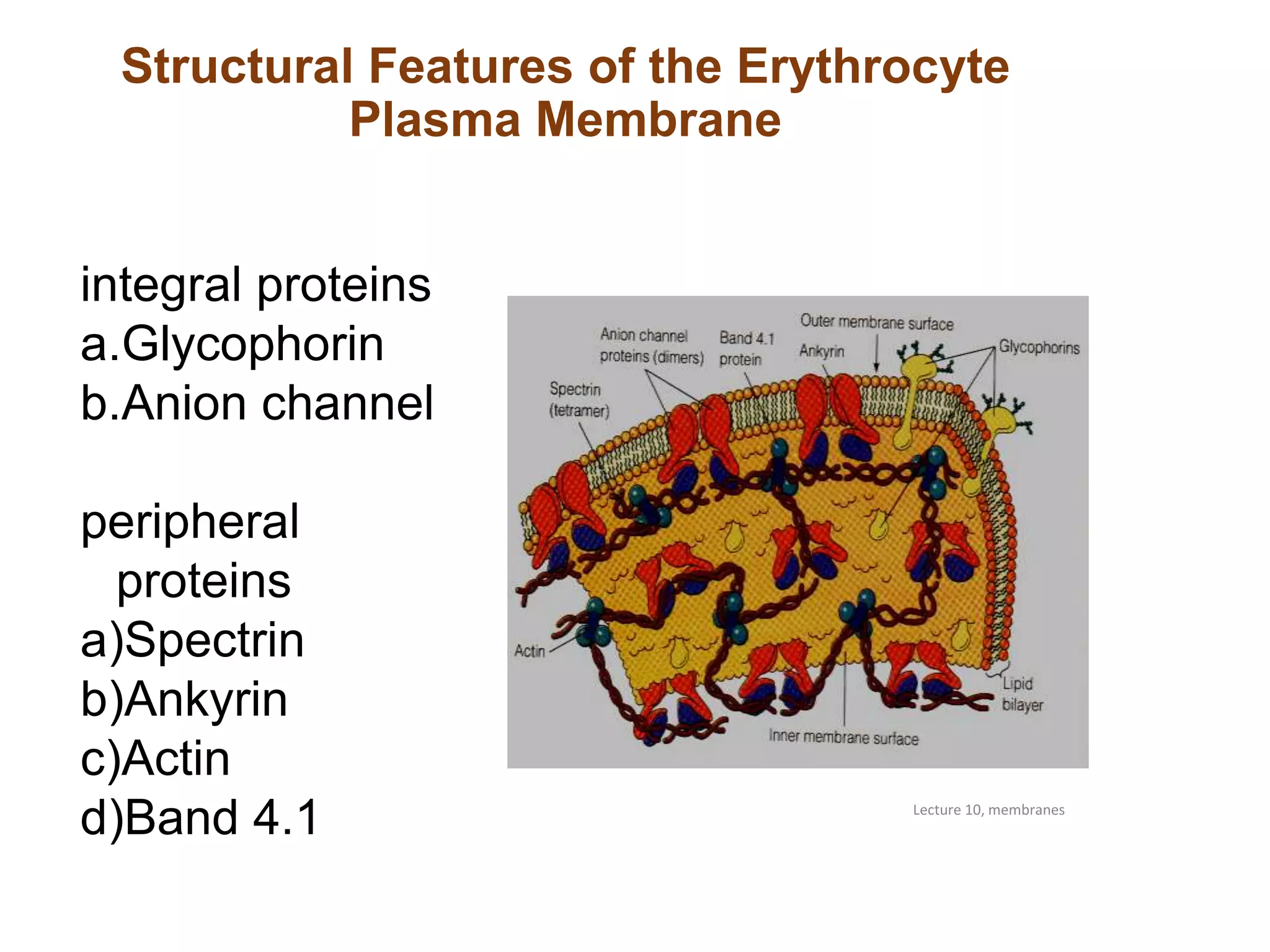 Lecture 10 membranes.pptx