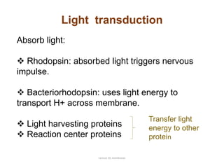 Lecture 10 membranes.pptx