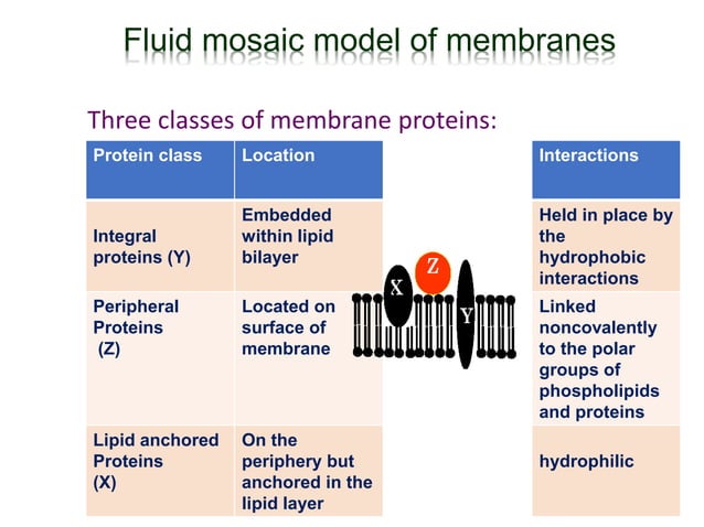 Lecture 10 membranes.pptx