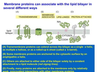 Lecture 10 membranes.pptx