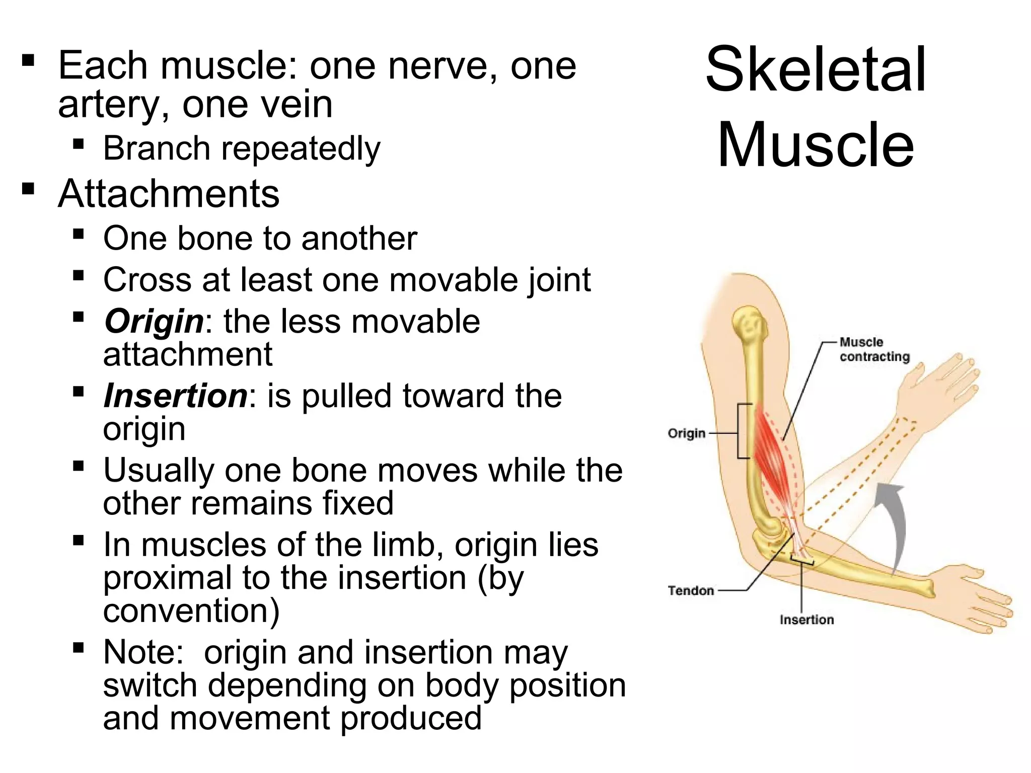 Lecture 10 muscle histology | PPT
