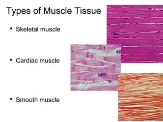 Skeletal Muscle Histology Diagram