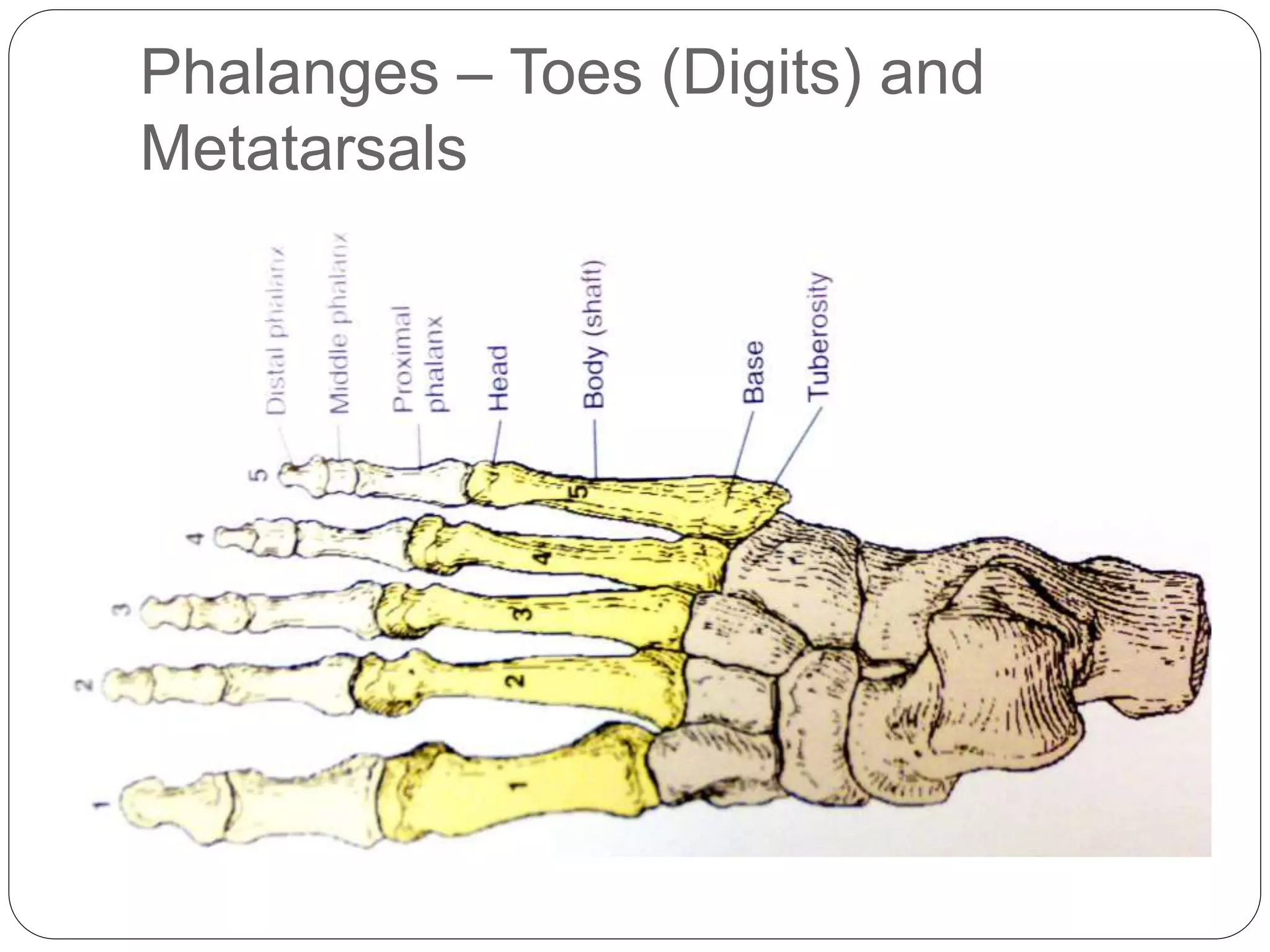 Lecture_10_new-_Radiography_of_Lower_Limb_I.ppt