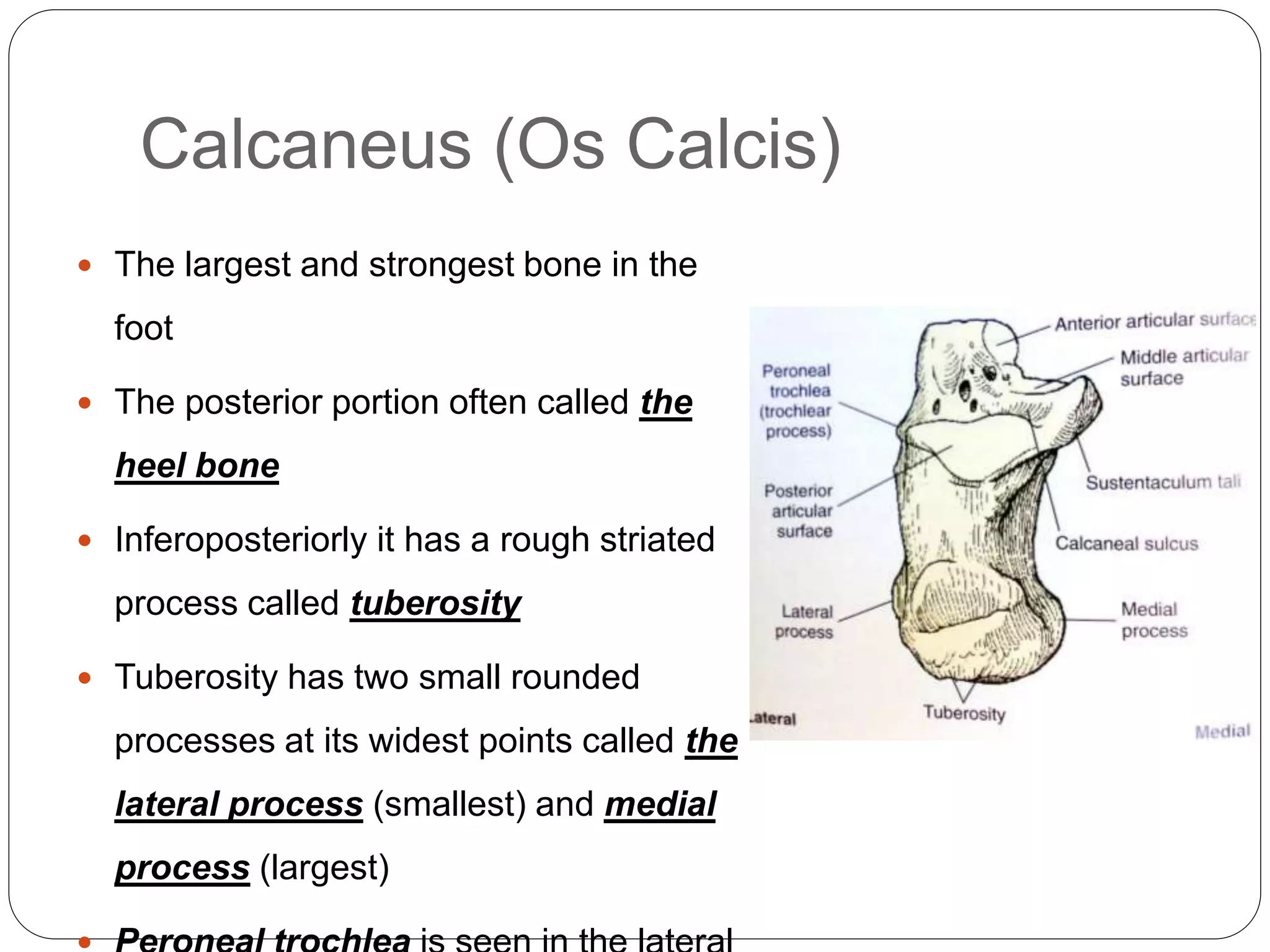 Lecture_10_new-_Radiography_of_Lower_Limb_I.ppt