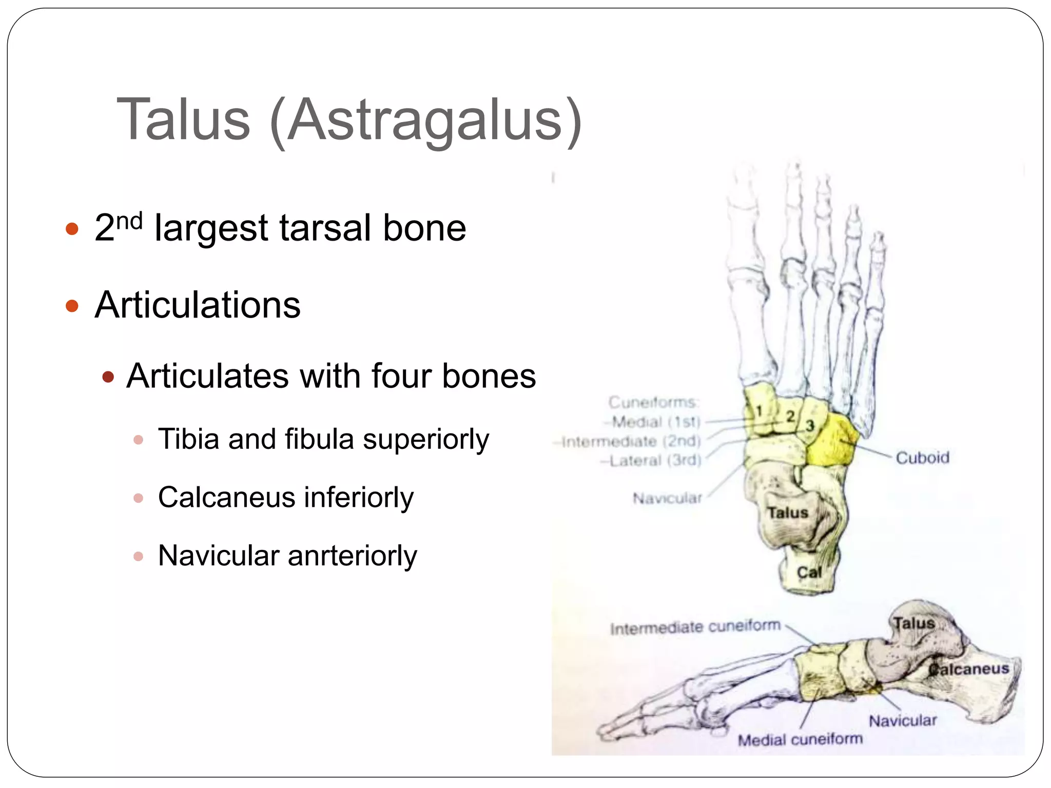 Lecture_10_new-_Radiography_of_Lower_Limb_I.ppt