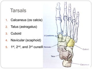Lecture_10_new-_Radiography_of_Lower_Limb_I.ppt