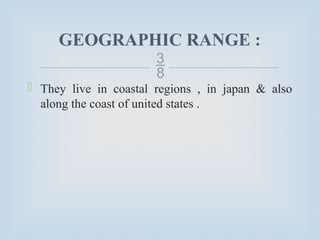 Orthonectida-Eveything explained about it | PPTX