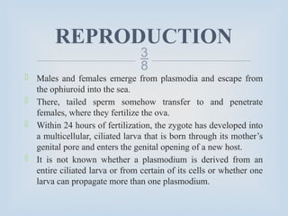 Orthonectida-Eveything explained about it | PPTX