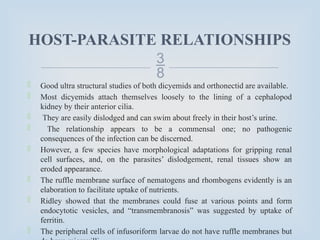 Orthonectida-Eveything explained about it | PPTX