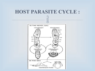 Orthonectida-Eveything explained about it | PPTX