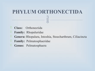 Orthonectida-Eveything explained about it | PPTX