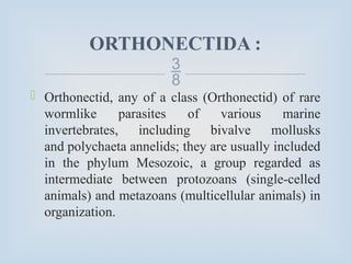 Orthonectida-Eveything explained about it | PPTX