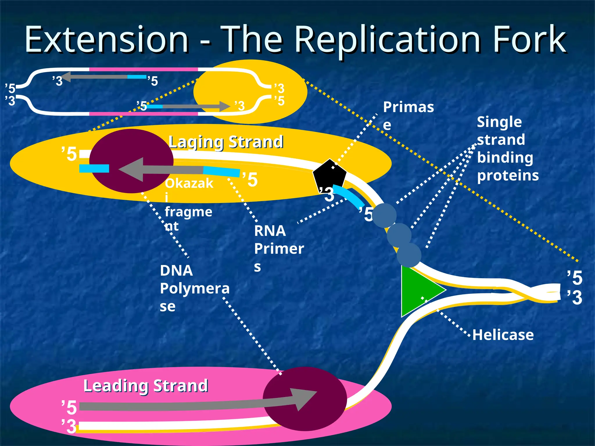 Lecture 10 Polymerase Chain Reaction .ppt | Chemistry | Science