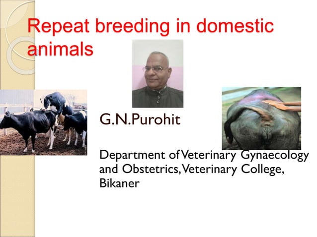 Lecture 10 repeat breeding | PDF | Infertility | Reproductive Health