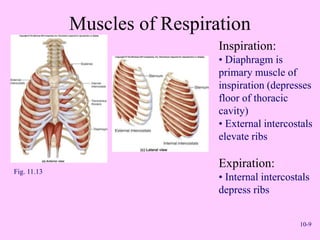 lecture 10t.ppt