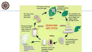 Overview of Silk fiber, its properties and application | PPT