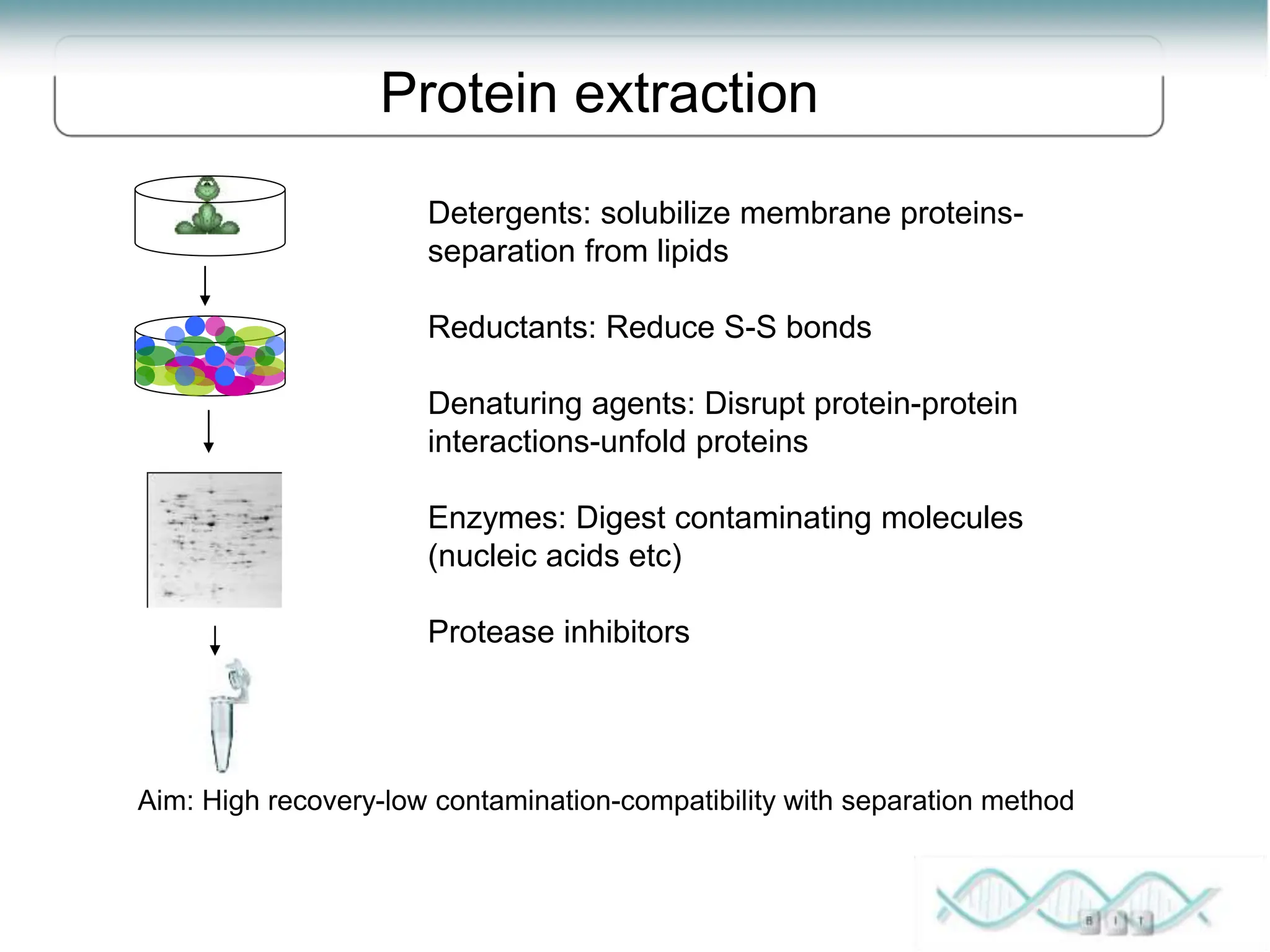 Proteomics: lecture (1) introduction to proteomics | PPT
