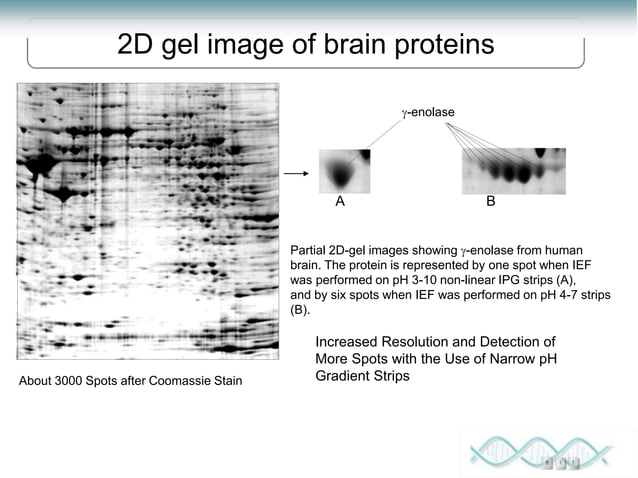 Proteomics: lecture (1) introduction to proteomics | PPT