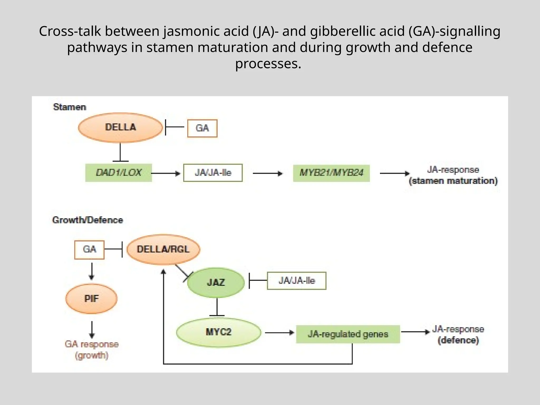 Lecture 11., Asab.pptx ja signalling pathway | PPTX