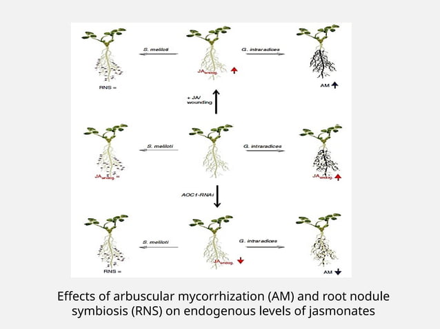 Lecture 11., Asab.pptx ja signalling pathway | PPTX