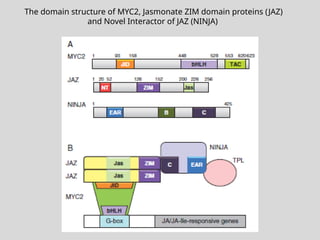 Lecture 11., Asab.pptx ja signalling pathway | PPTX